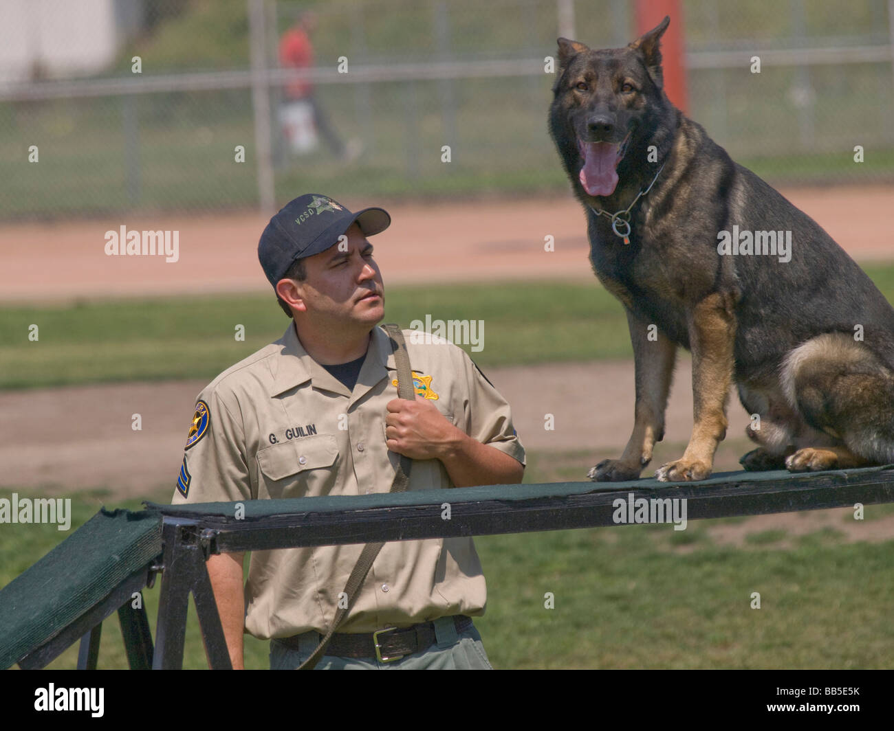 Police officer/handler commands his dog in the agility phase of the k9 ...