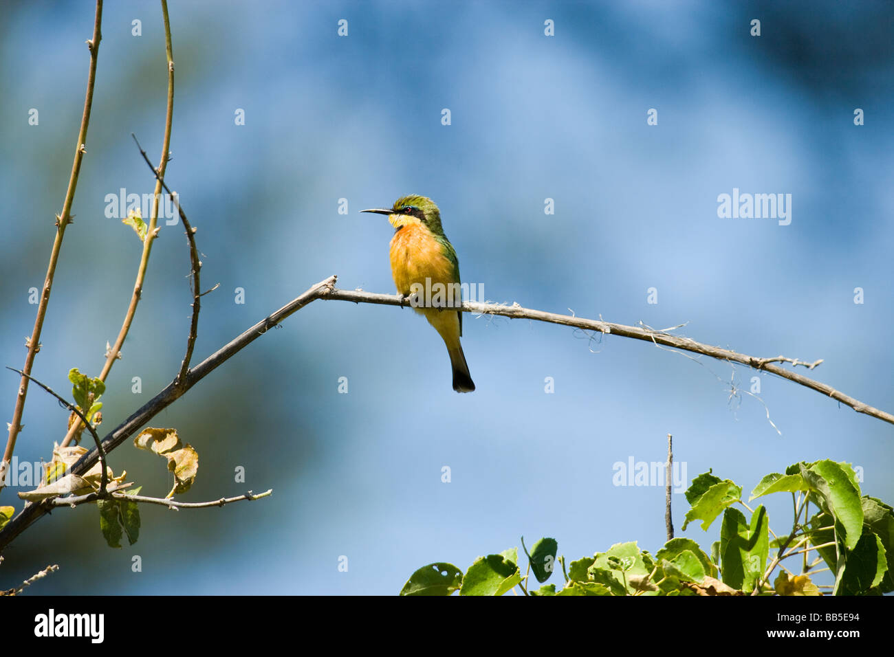 Colorful bright yellow and green Madagascar Bee Eater perched on branch ...