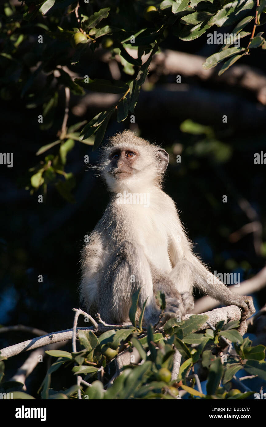 Close up profile portrait view of cute lonely Spider Monkey perched ...