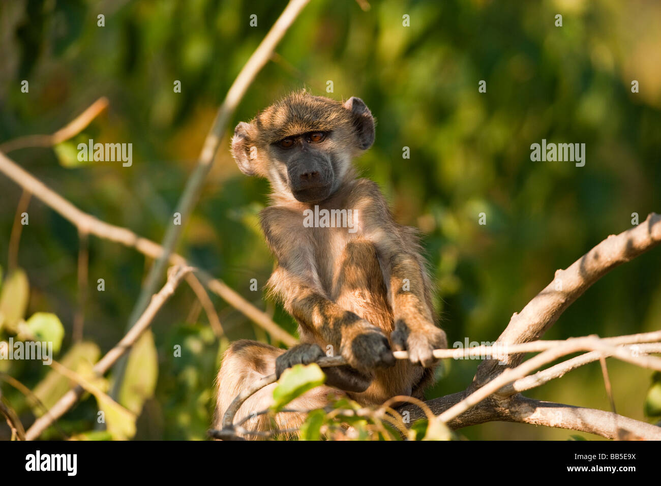 Cute African spider monkey sitting in tree close up soft dappled light ...