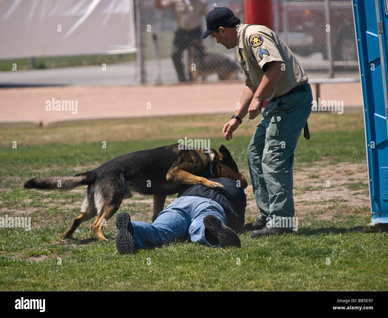 Police officer restrains his dog from injuring human decoy at K9 trials ...