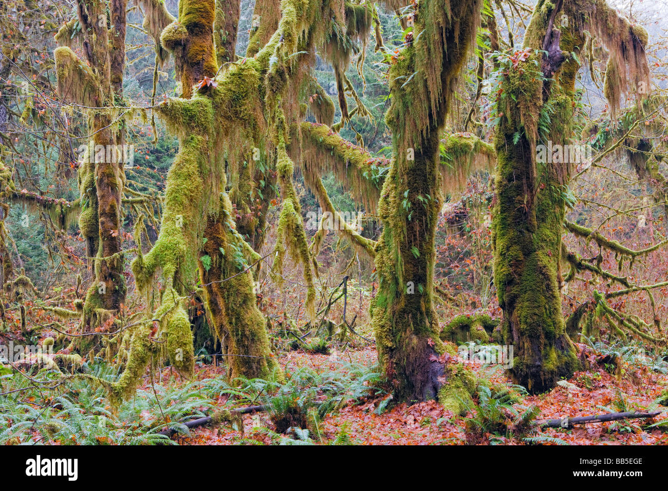 Trees in Hoh Rain Forest, Olympic National Park, WA, USA Stock Photo - Alamy