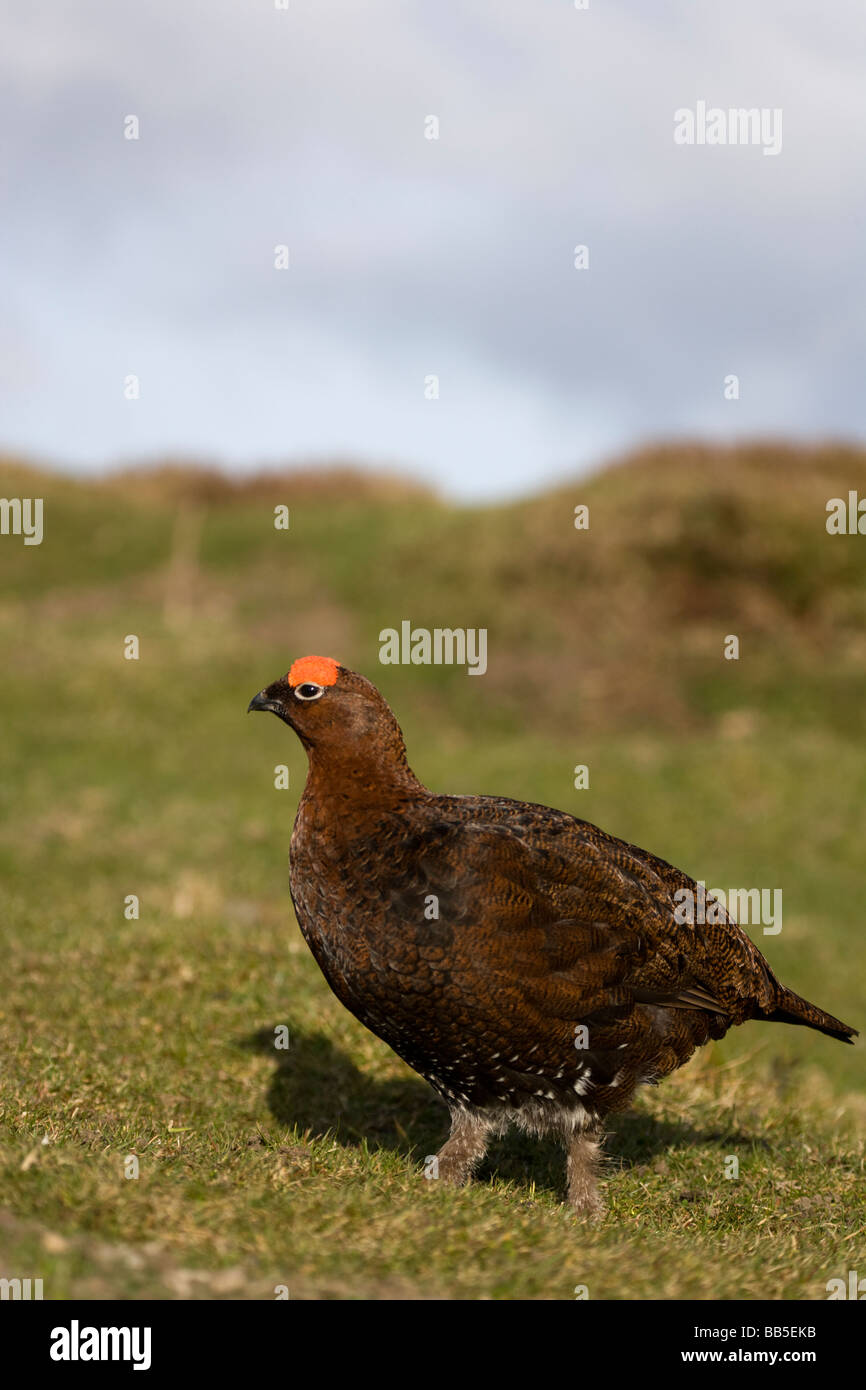 Moorland Bird Habitat High Resolution Stock Photography and Images - Alamy