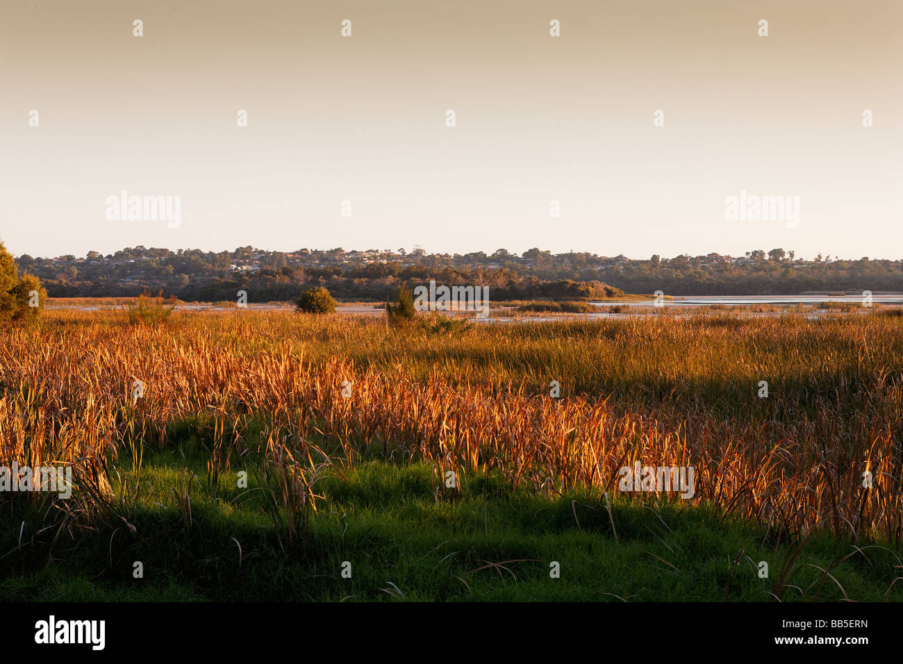 Swampy Ground Reeds and lake Stock Photo - Alamy