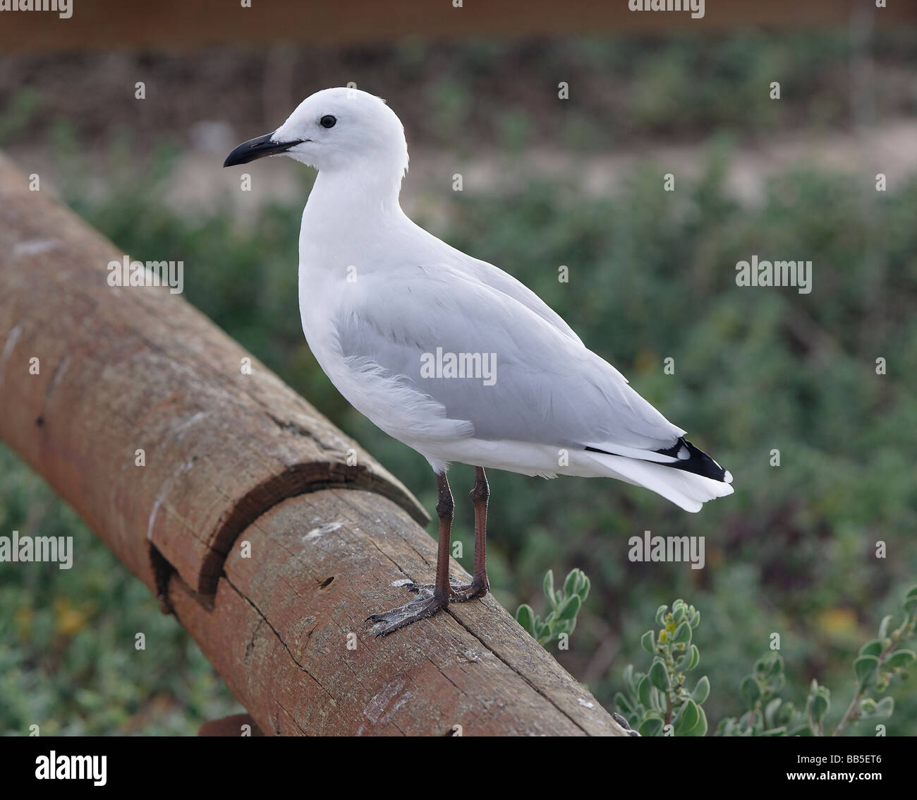 Seagull feet hi-res stock photography and images - Alamy