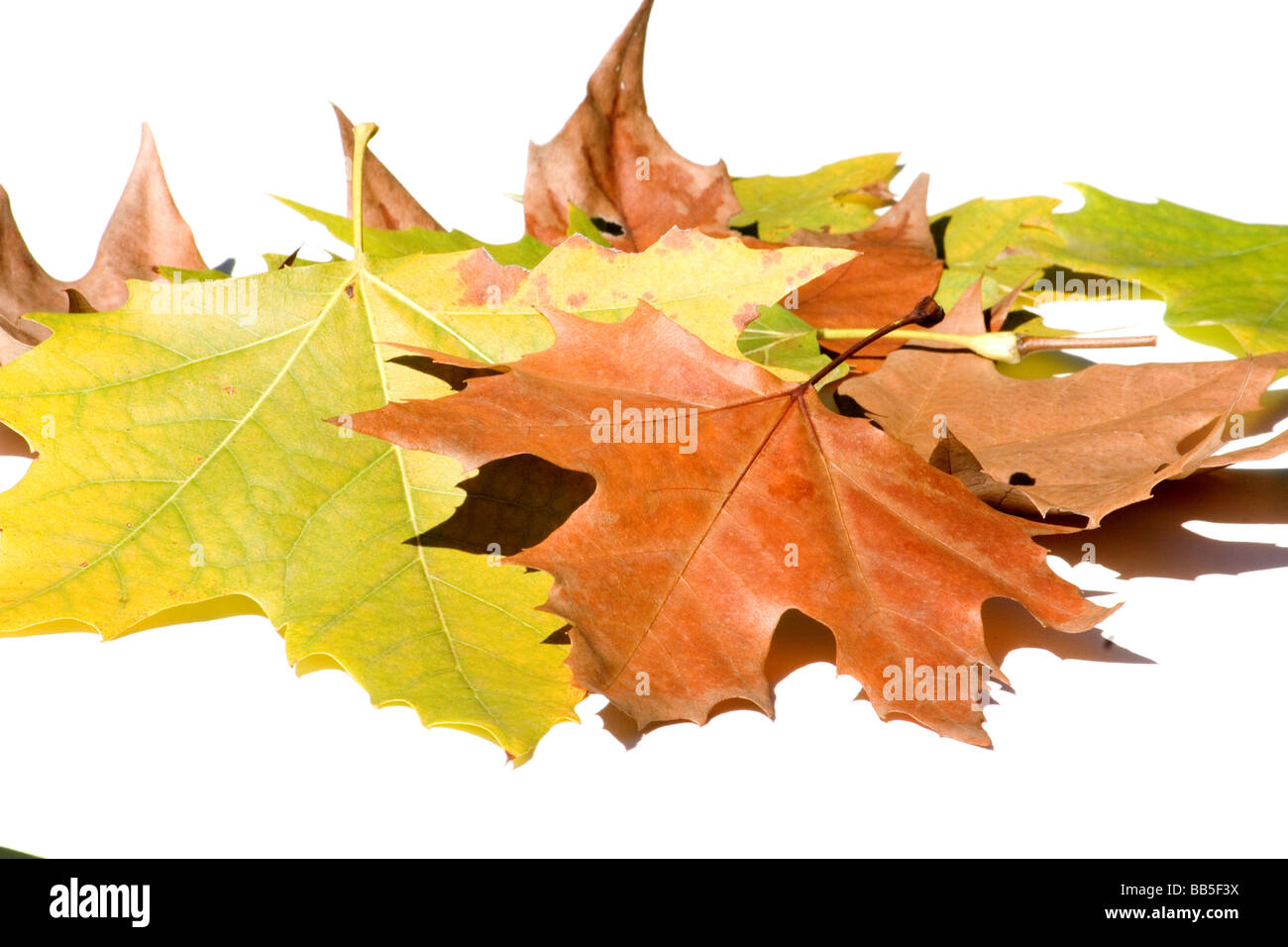 Multicolored autumn leaves on Cut Out Stock Images & Pictures - Alamy