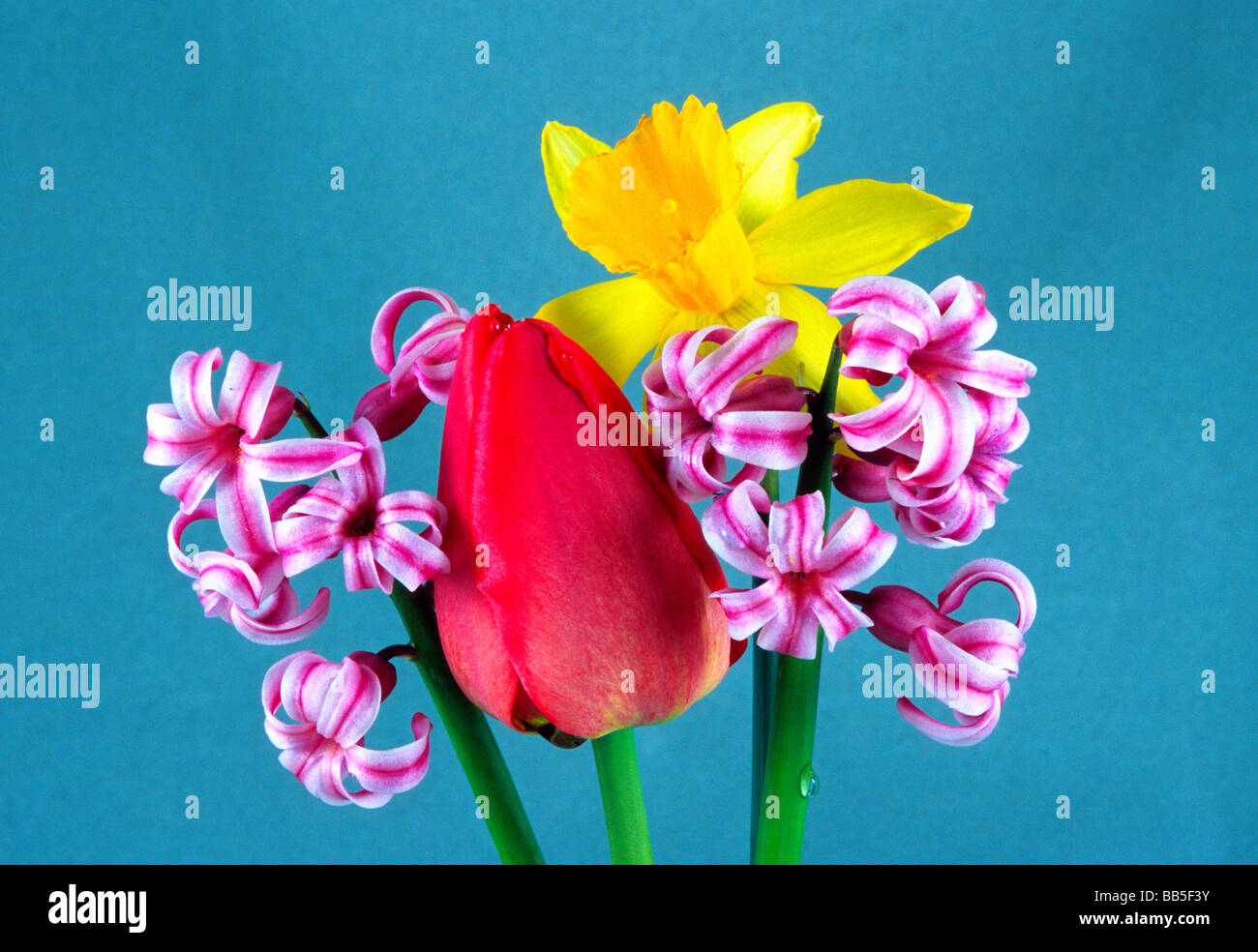 April flowers, botanical peaceful flora floral artistic art composition ...