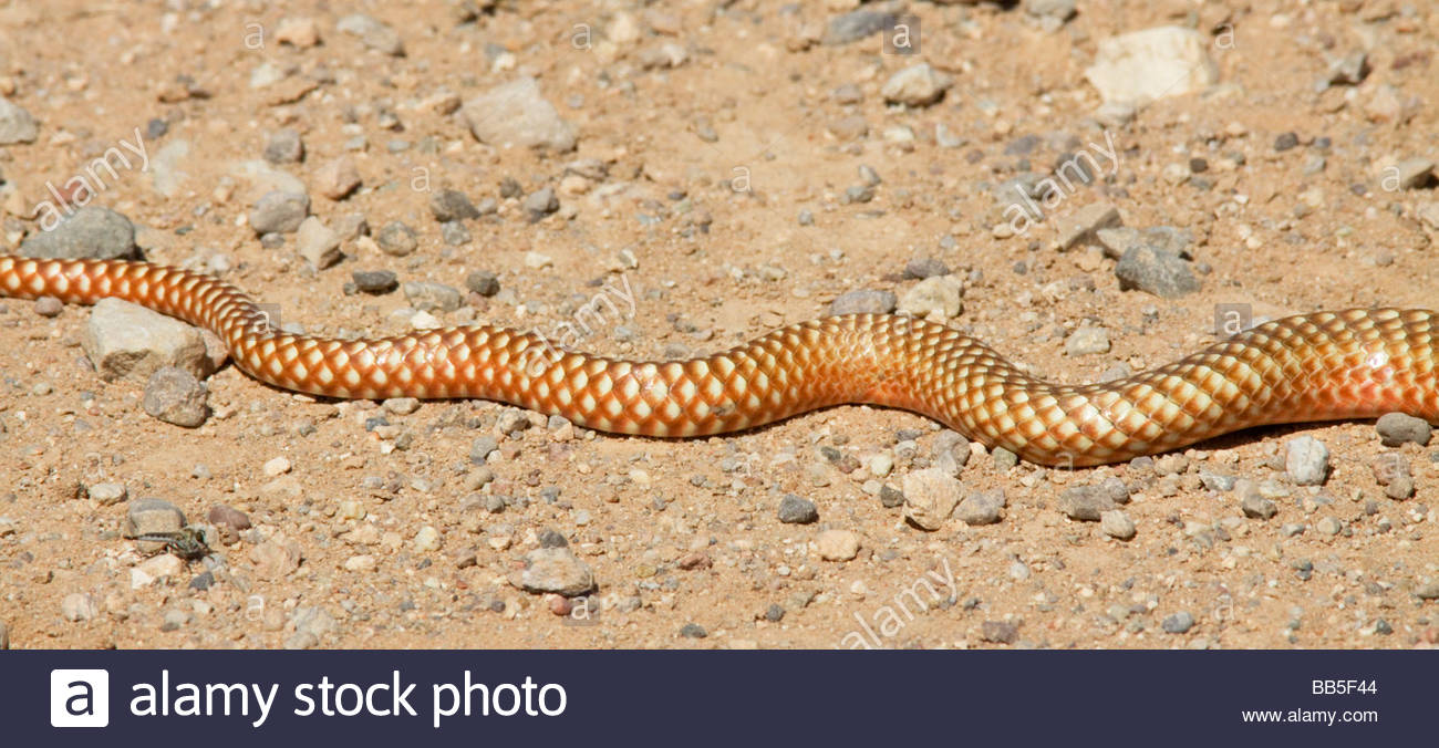 Masticophis High Resolution Stock Photography and Images - Alamy