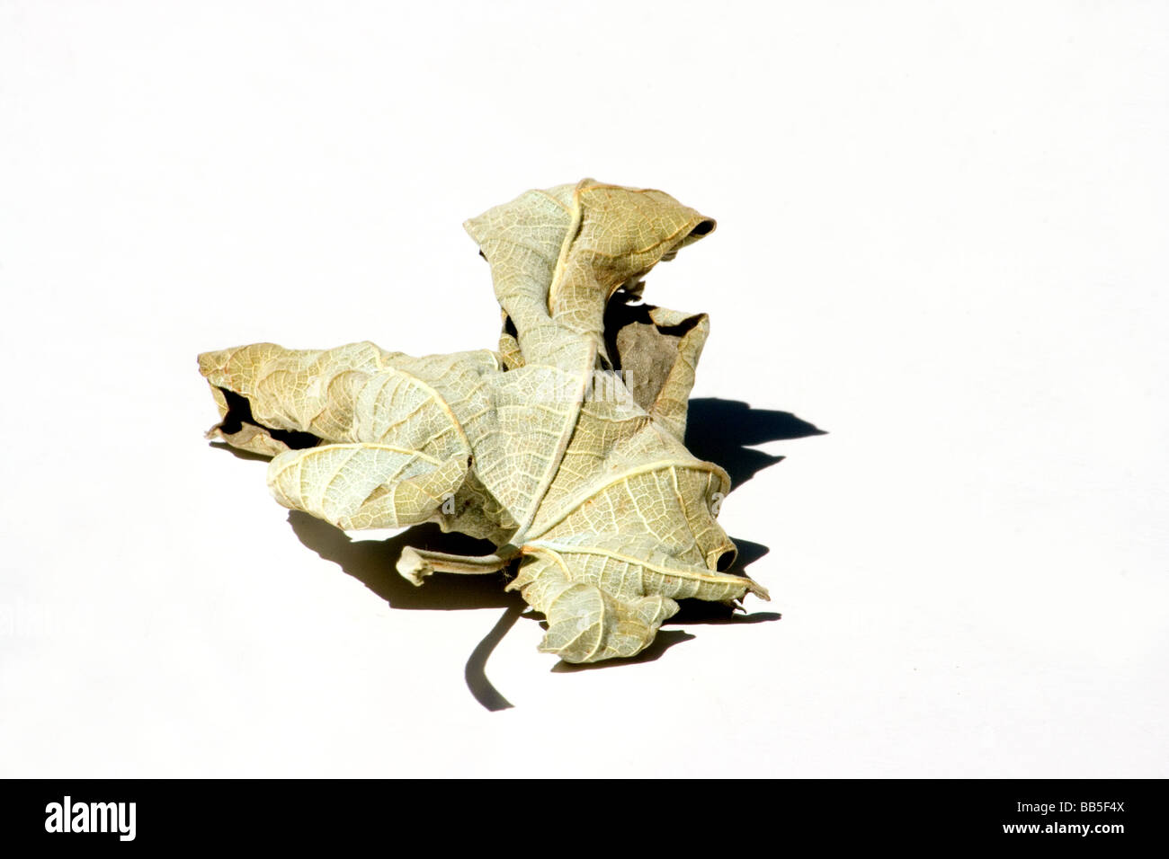 Dried fig leaves close-up Stock Photo - Alamy