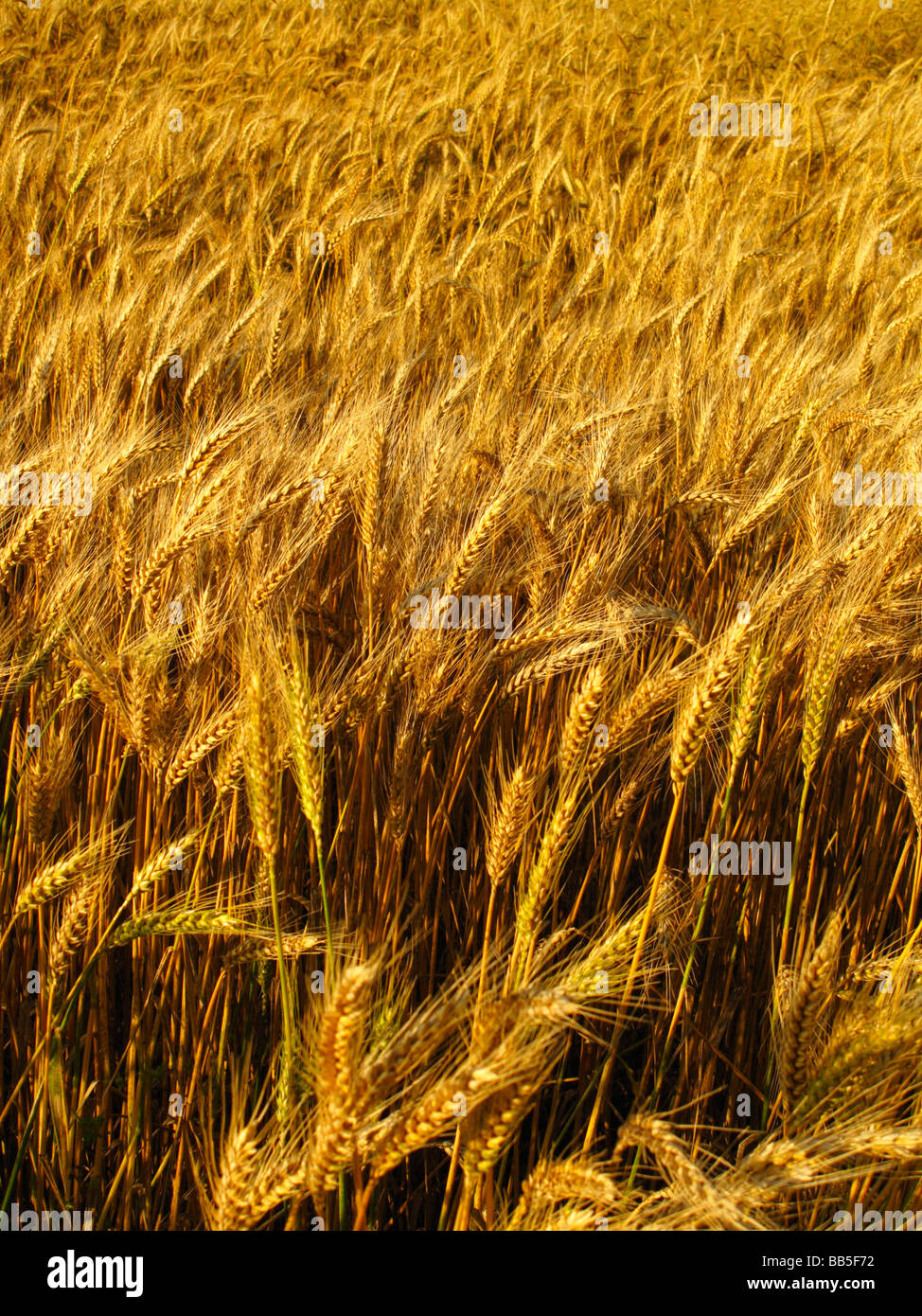 field of wheat Stock Photo - Alamy