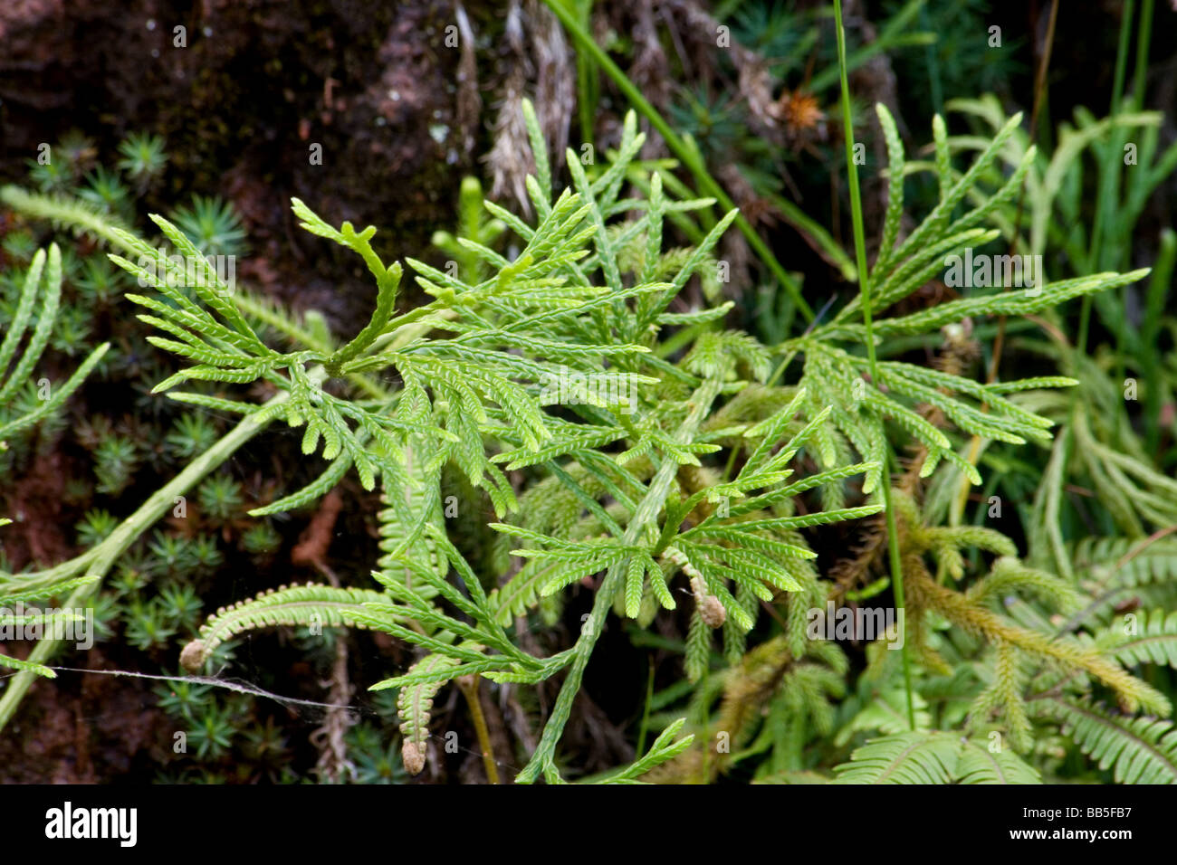 Mini fern hi-res stock photography and images - Alamy