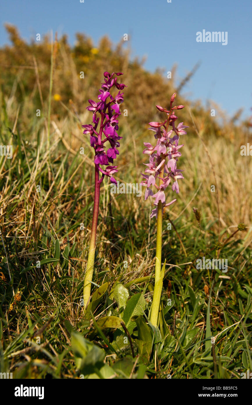 Mascula hi-res stock photography and images - Alamy