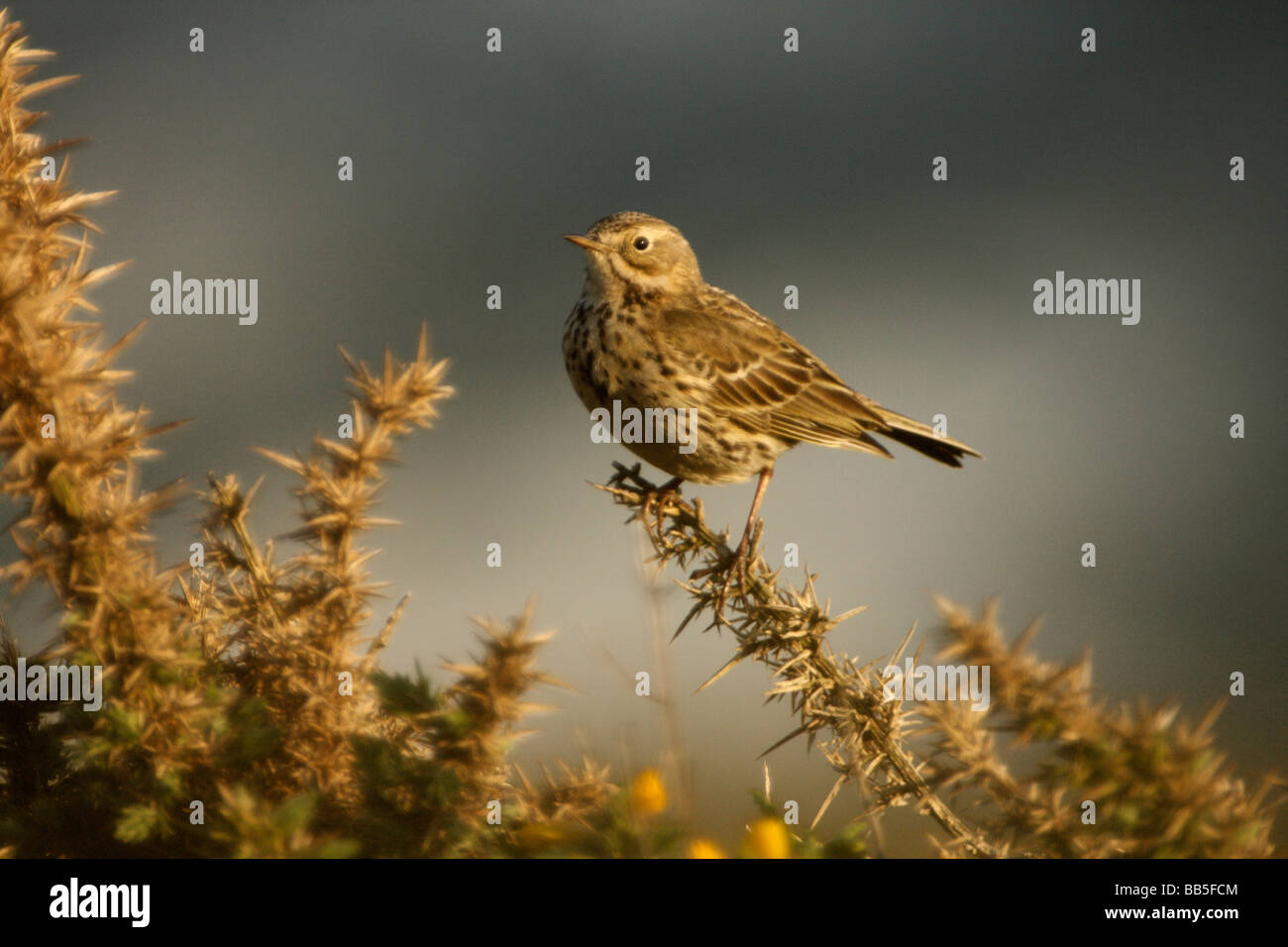 Meadow Pipit, Anthus pratensis Stock Photo - Alamy