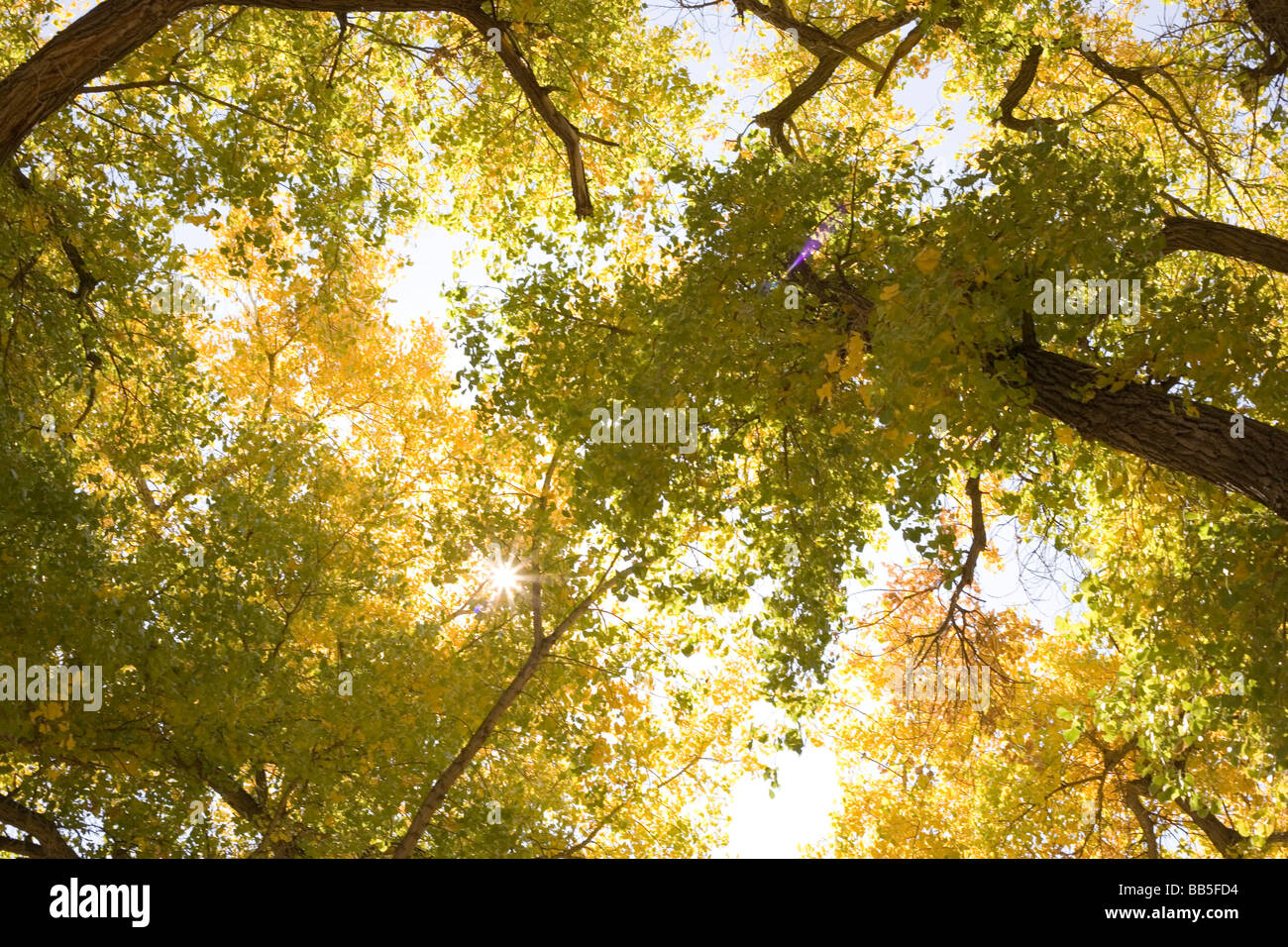 looking up at sky through autumn trees Stock Photo - Alamy