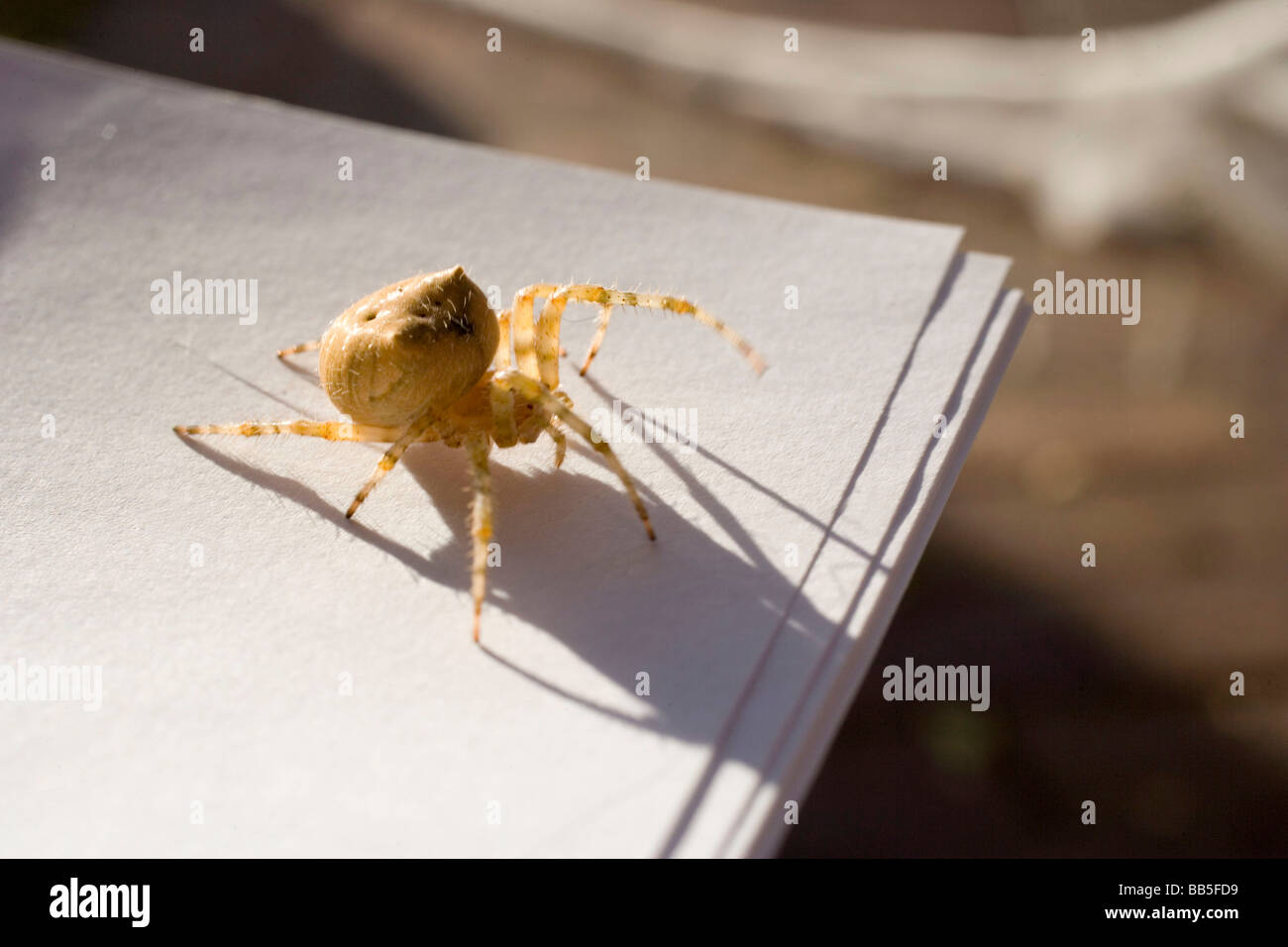 large crab spider walking on paper Stock Photo - Alamy