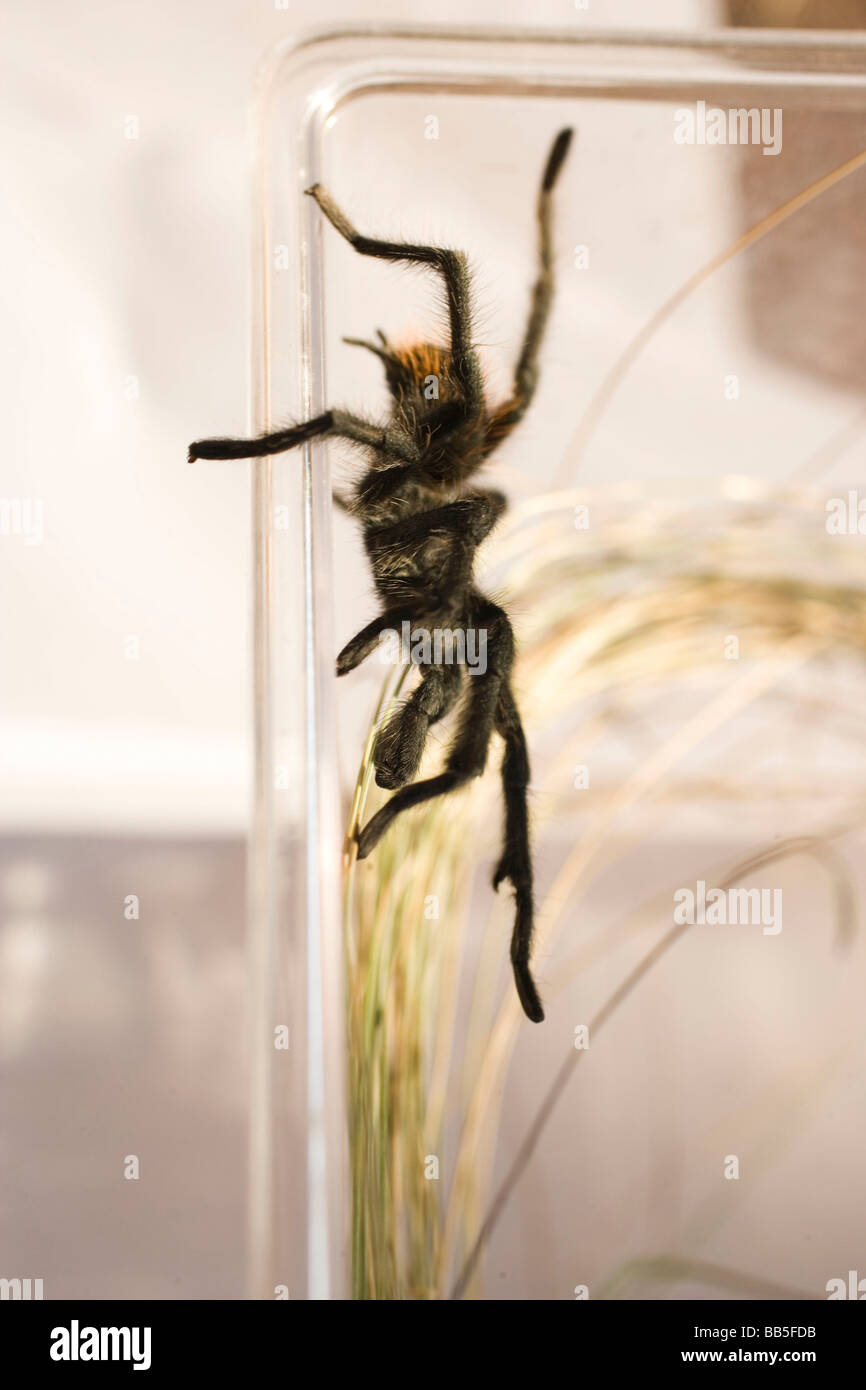 tarantula crawling up glass, side view Stock Photo - Alamy