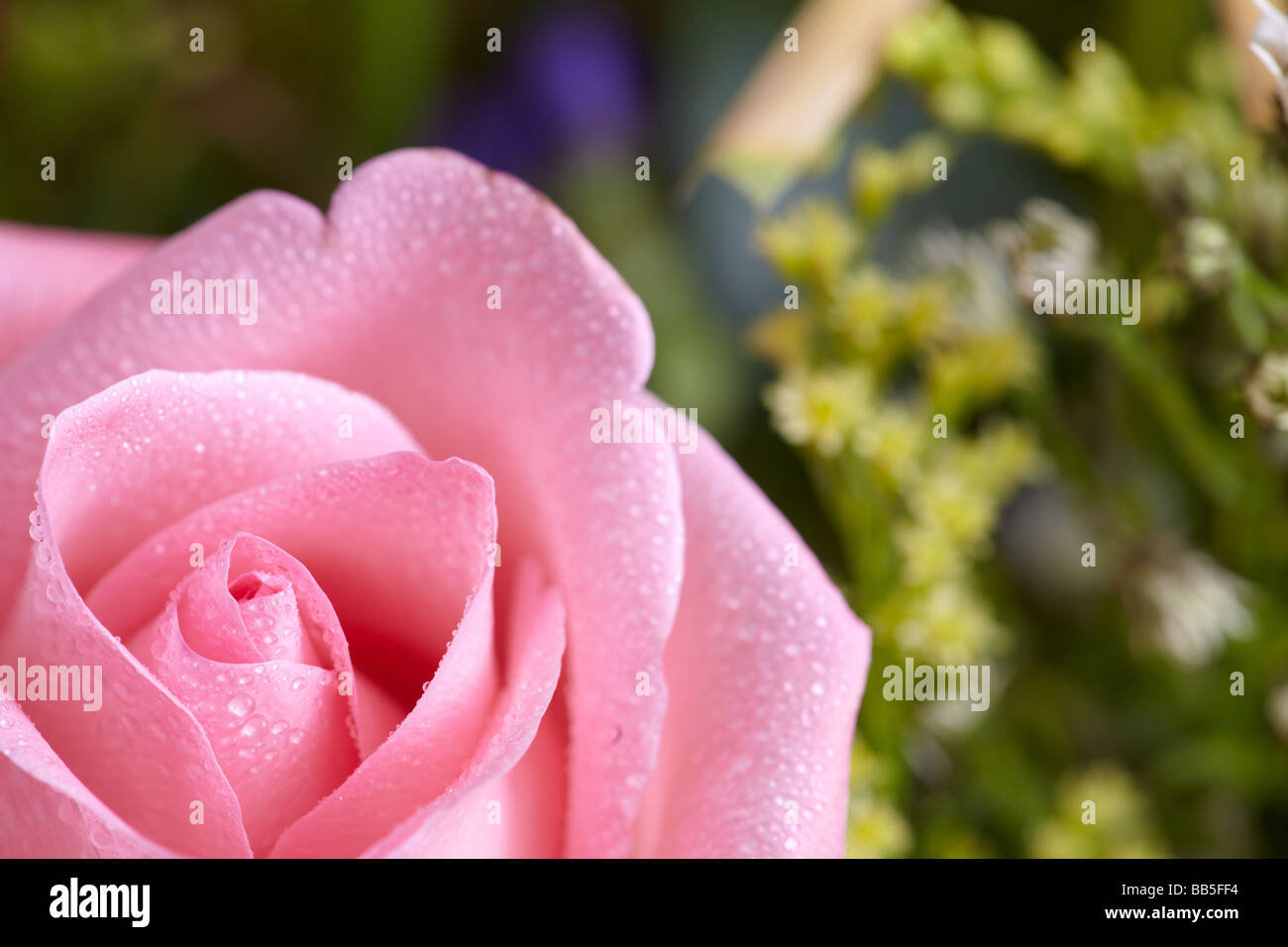 pink rose flower bloom Stock Photo - Alamy