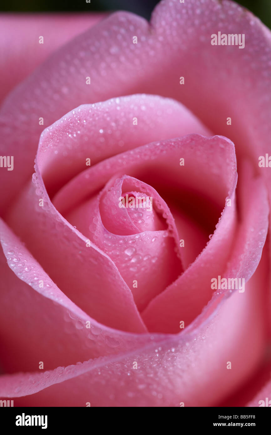 pink rose flower bloom Stock Photo - Alamy