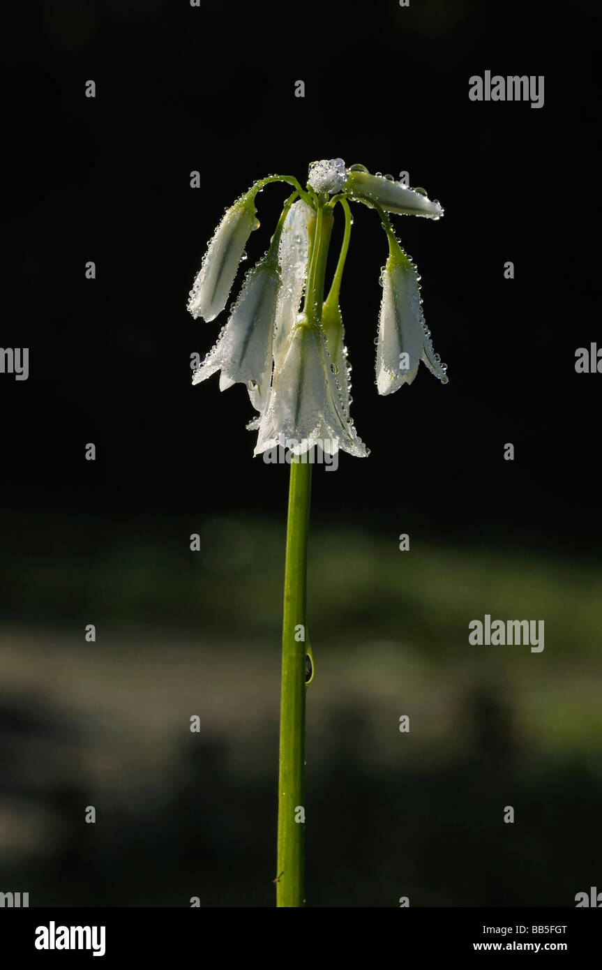 Three cornered Leek or Garlic Allium triquetrum Covered with Dew Stock ...