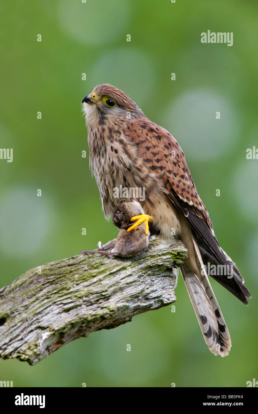 Kestrel Falco tinnunculus with mouse Stock Photo - Alamy