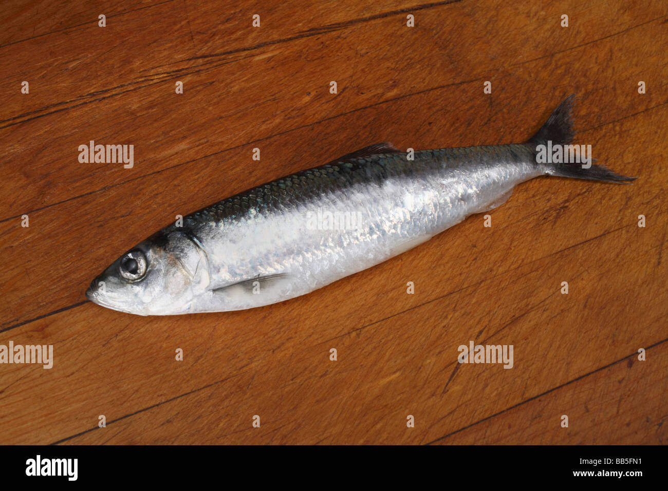 Red herring fish hi-res stock photography and images - Alamy