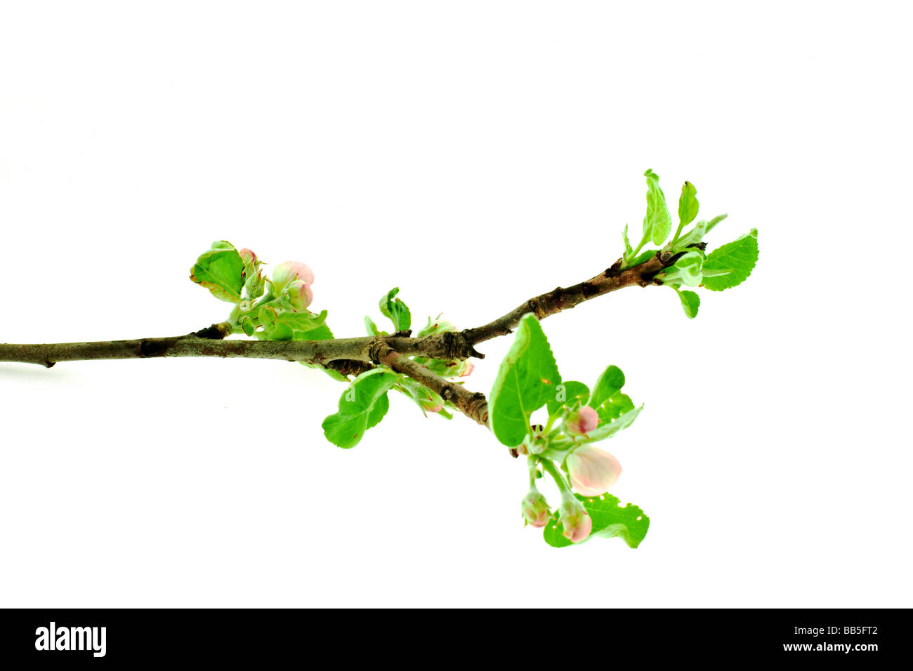 Blooming branch apple tree on Cut Out Stock Images & Pictures - Alamy