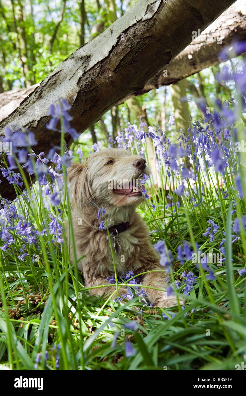 Cute, fluffy, unusual k9 dog in relaxed pose with adorable fluffy ears ...