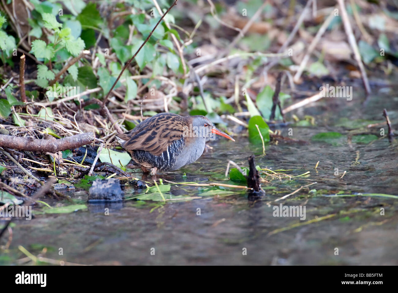 Barred rail hi-res stock photography and images - Alamy