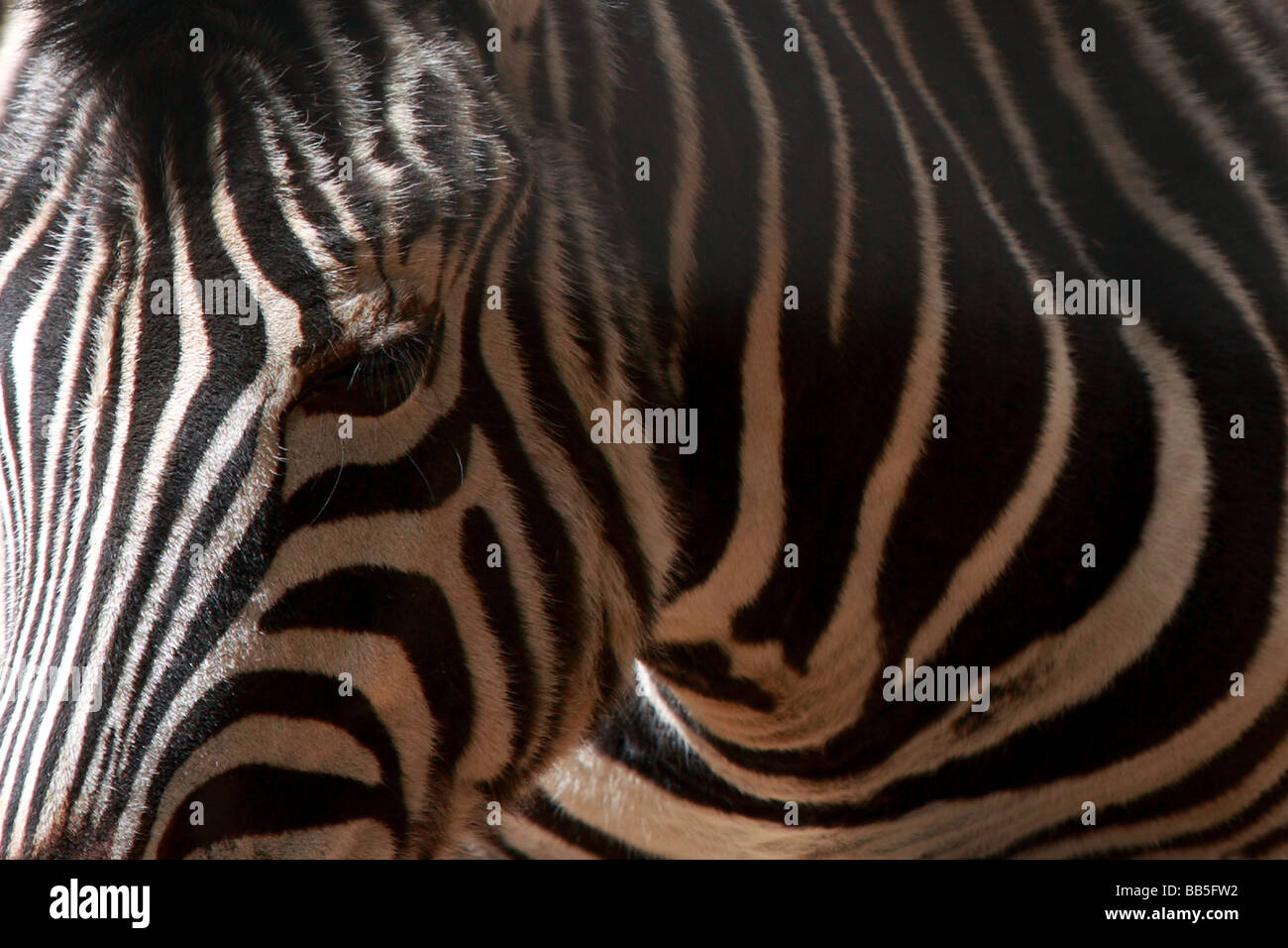 Zebra skin patterns hi-res stock photography and images - Alamy