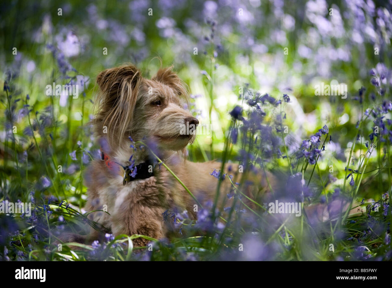 Cute, fluffy, unusual k9 dog in relaxed pose with adorable fluffy ears ...