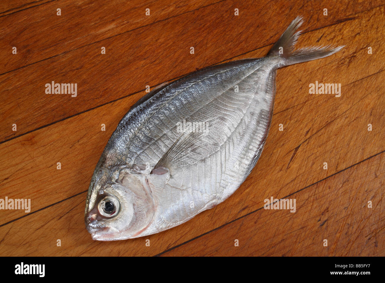 Butterfish hi-res stock photography and images - Alamy