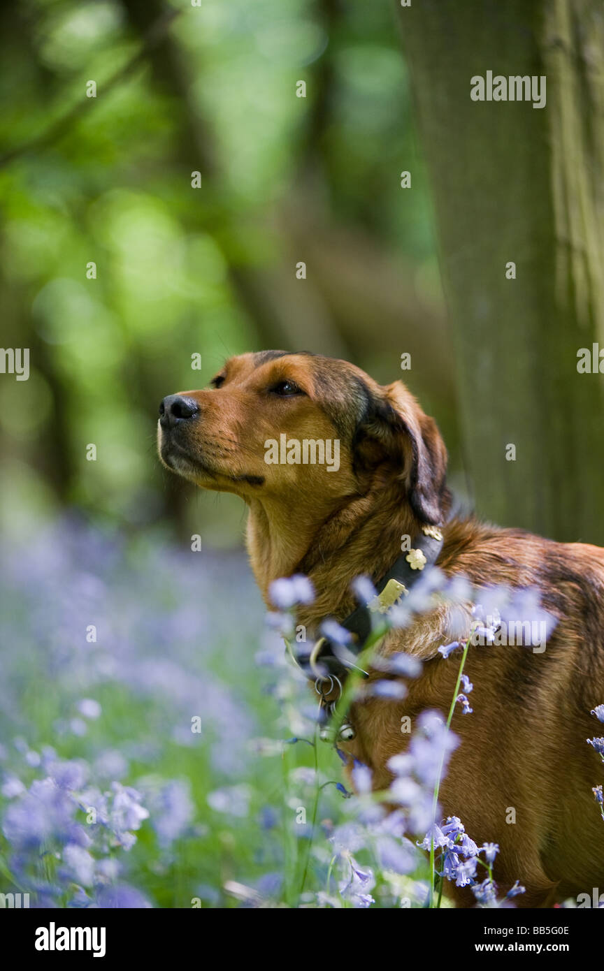 dog with flowers Stock Photo - Alamy