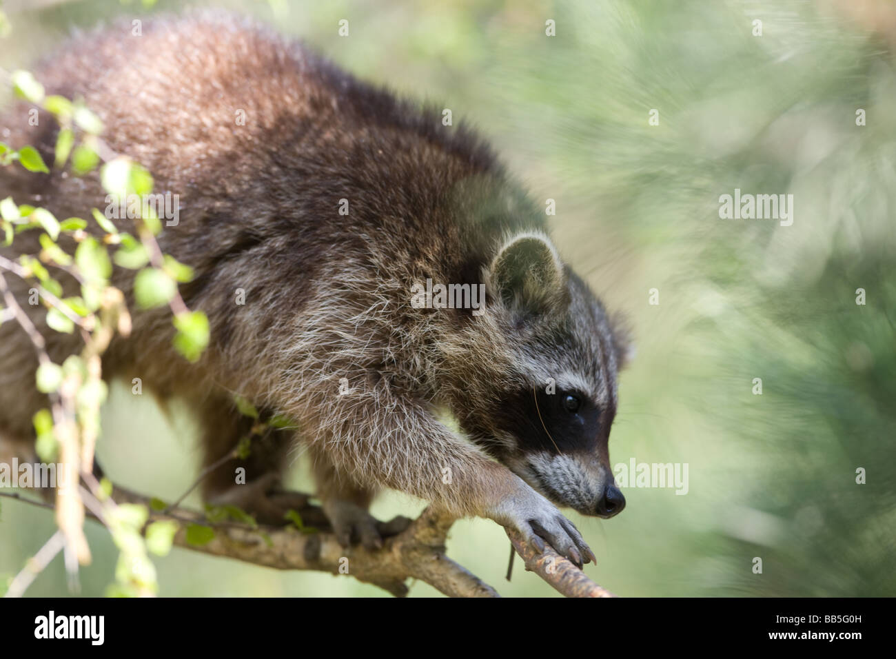 Common raccoon climbing in a tree - Procyon lotor Stock Photo - Alamy