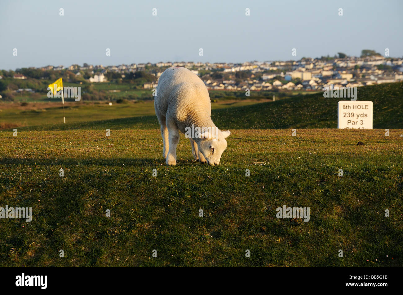 Lamb grazing a golf course Stock Photo - Alamy