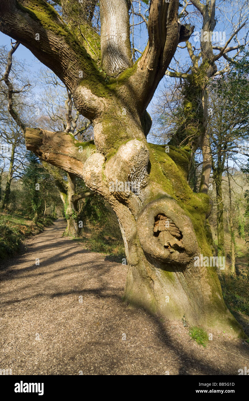 Twisted Tree Trunk High Resolution Stock Photography and Images - Alamy