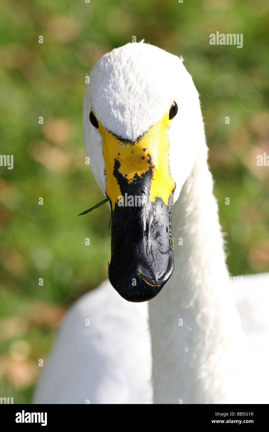 Portrait Of Head And Bill Of Bewick's Swan Cygnus bewickii Taken At ...