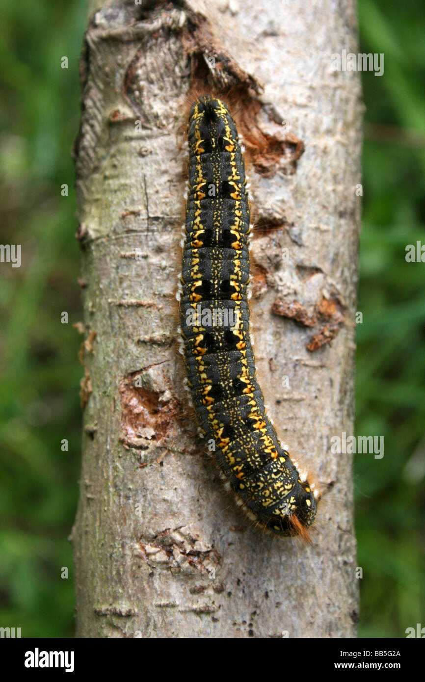 Portrait format caterpillars hi-res stock photography and images - Alamy