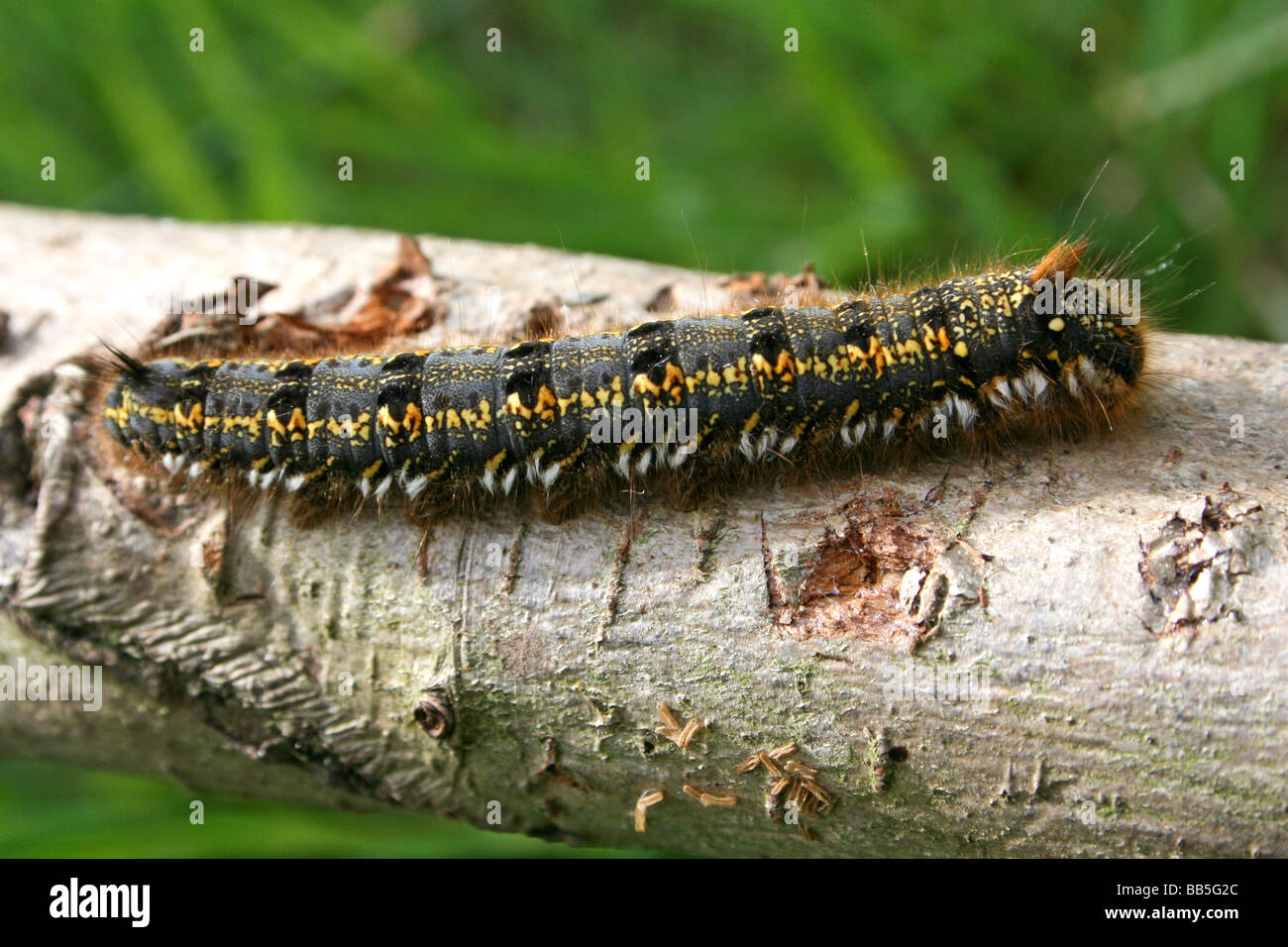 Drinker Moth Caterpillar Philudoria (Euthrix) potatoria On Branch ...