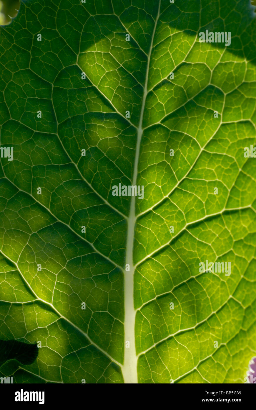 Selective focus leaf detail Stock Photo - Alamy