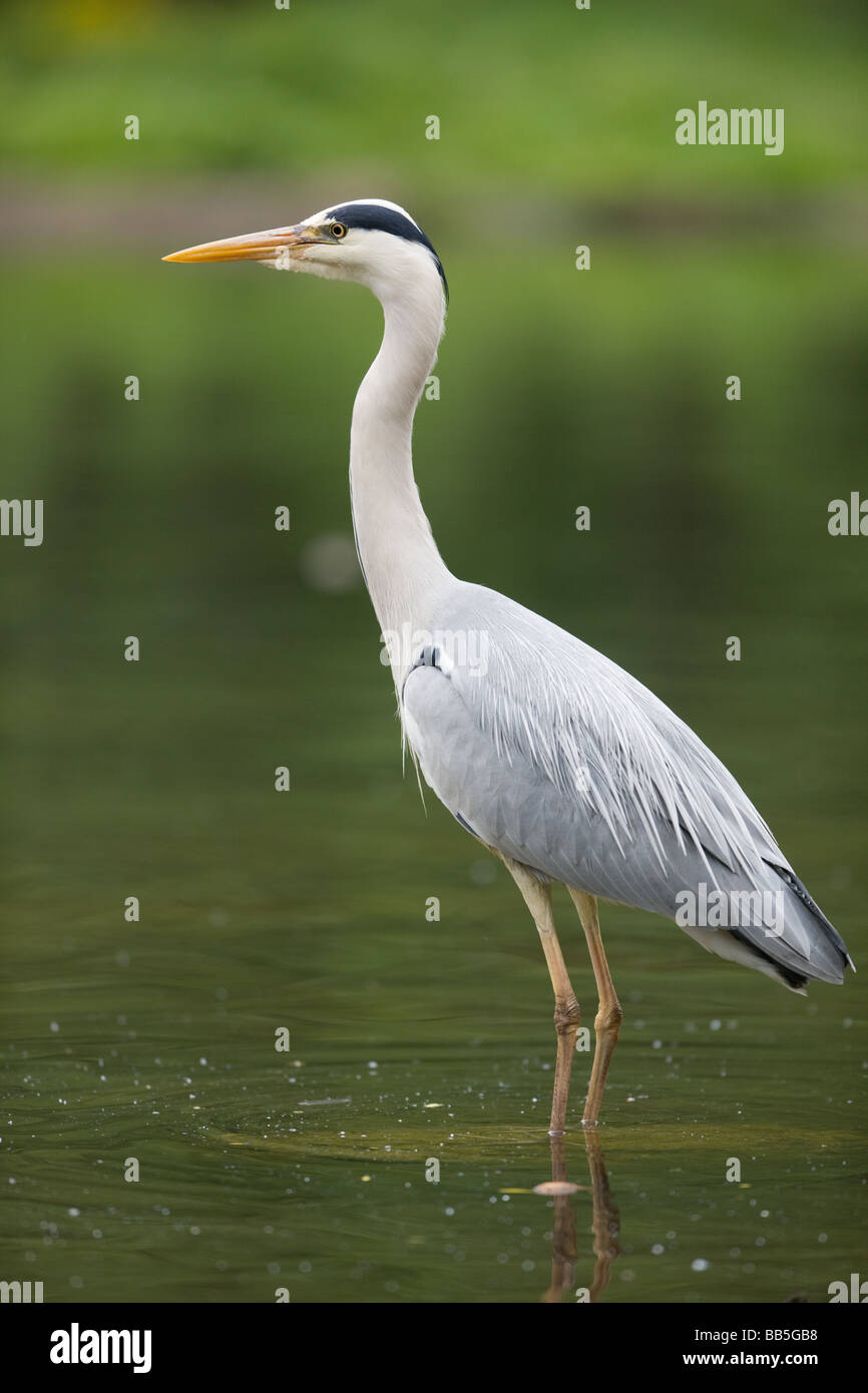 Great blue heron - Ardea herodias Stock Photo - Alamy