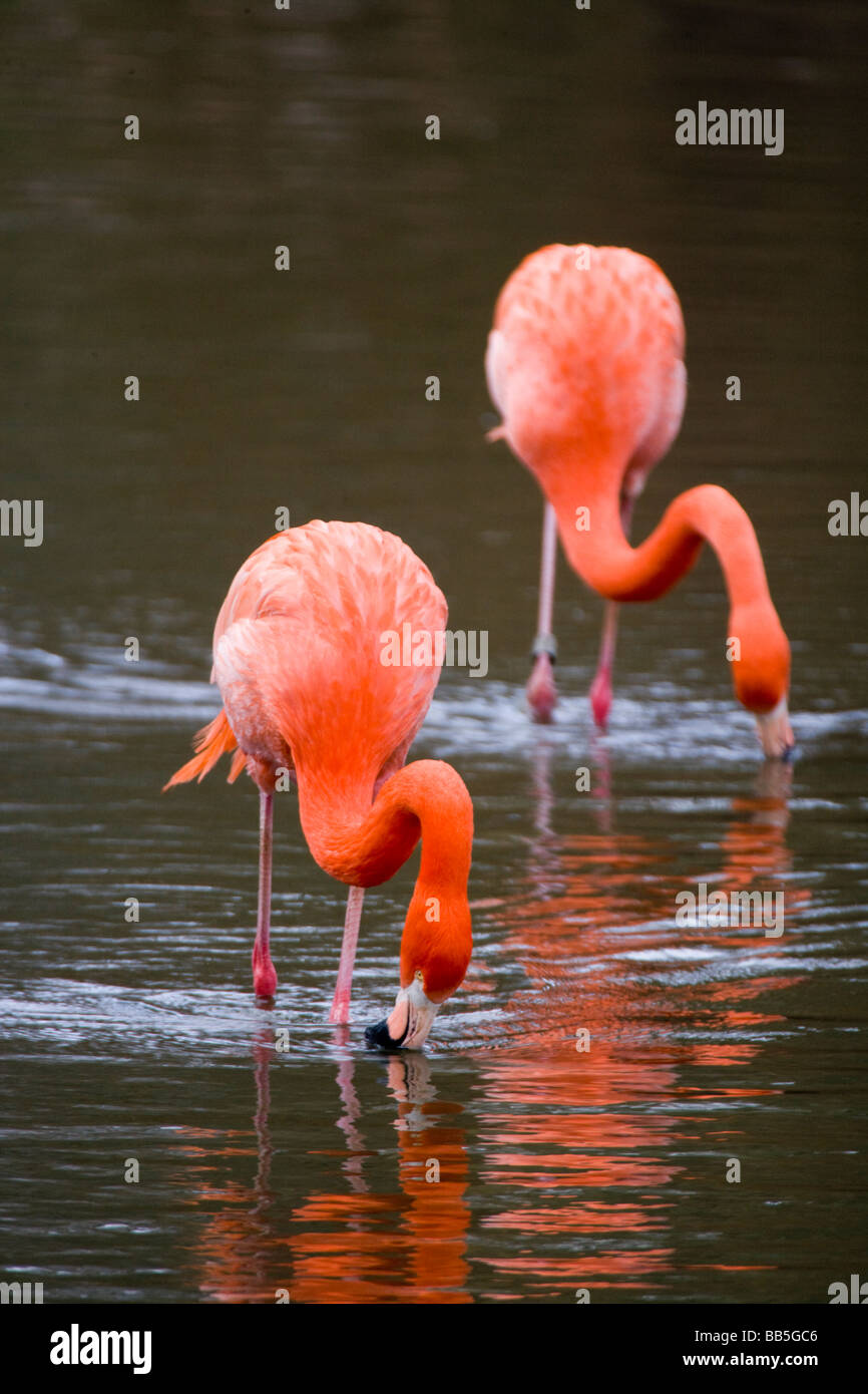 The flamingo brightly coloured hi-res stock photography and images - Alamy