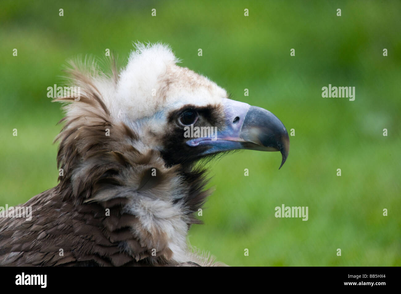European Black Vulture Stock Photo - Alamy