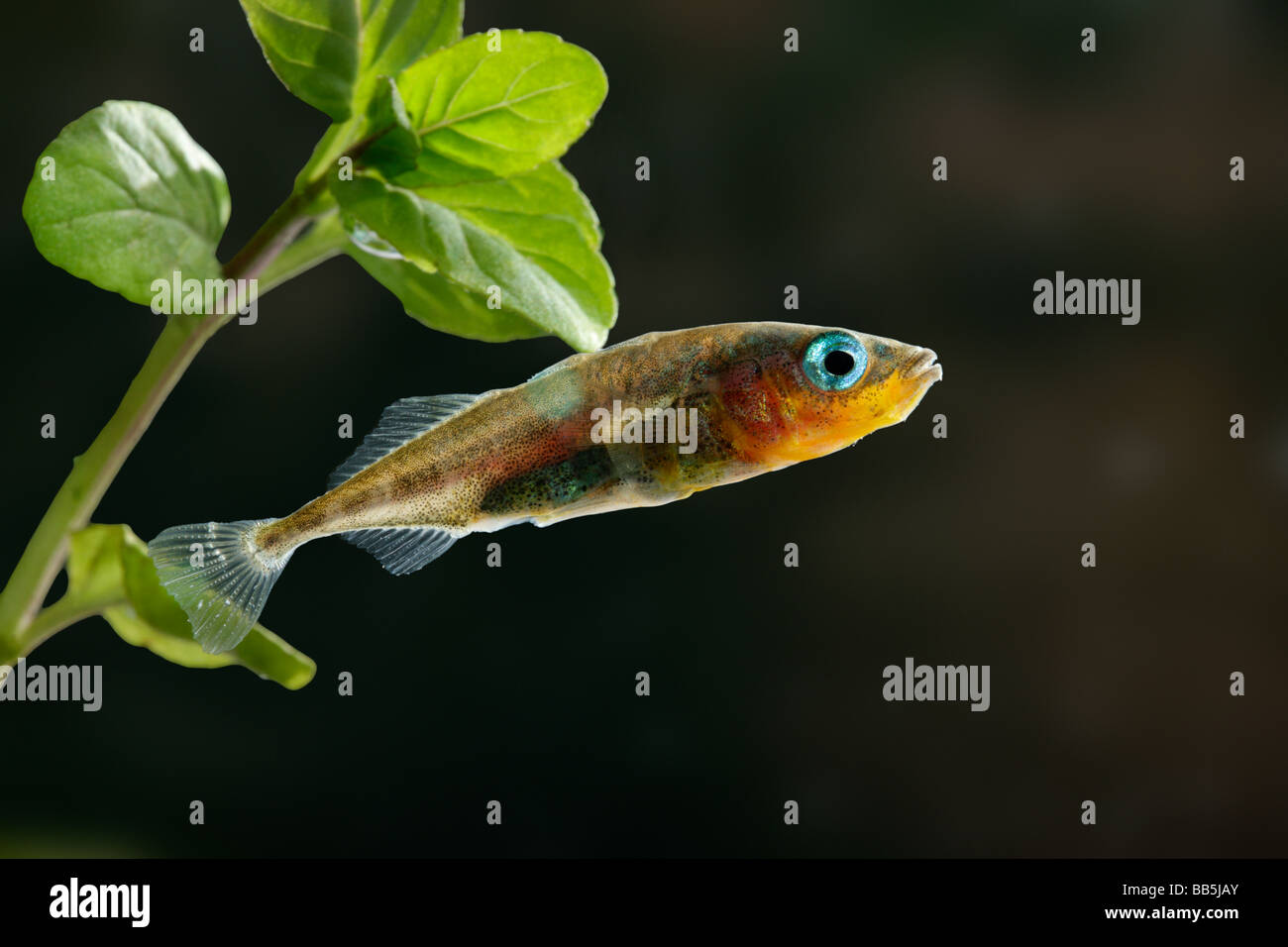 Three 3-spined stickleback Gasterosteus aculeatus Stock Photo - Alamy