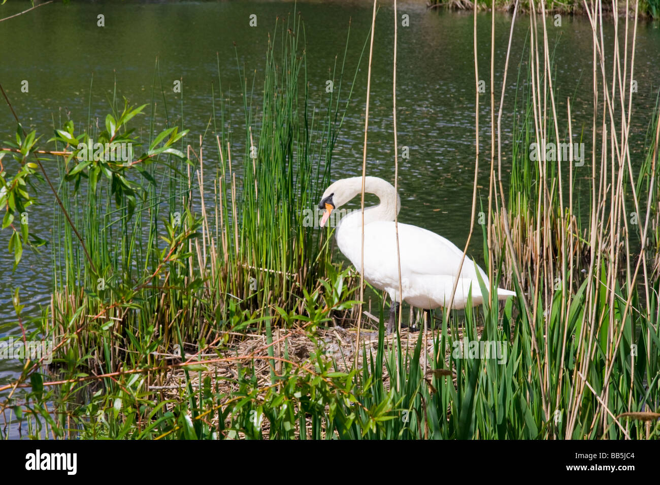 Ham lake richmond hi-res stock photography and images - Alamy