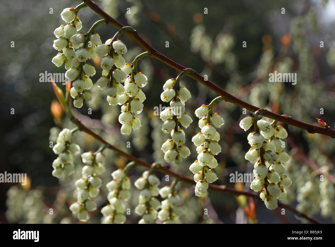 Stachyurus chinensis hi-res stock photography and images - Alamy