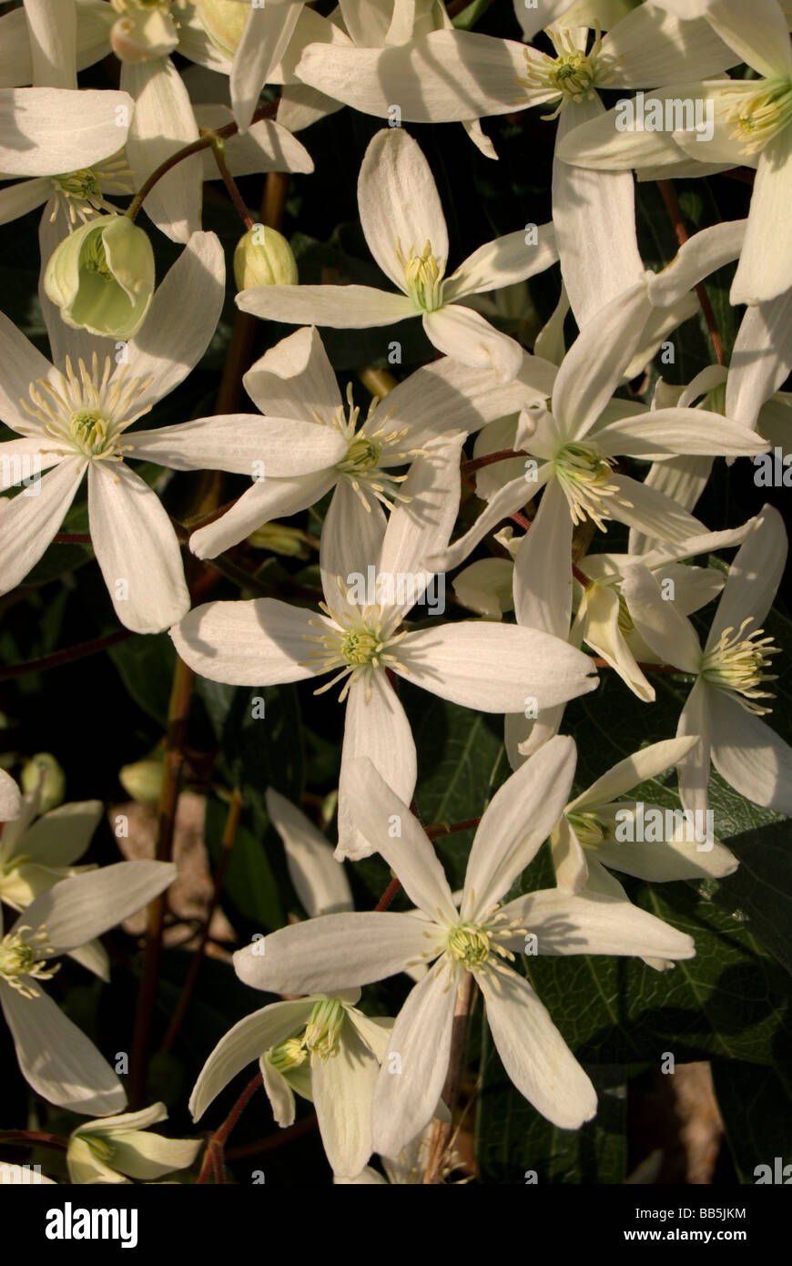 Clematis armandii 'Snowdrift' Stock Photo - Alamy