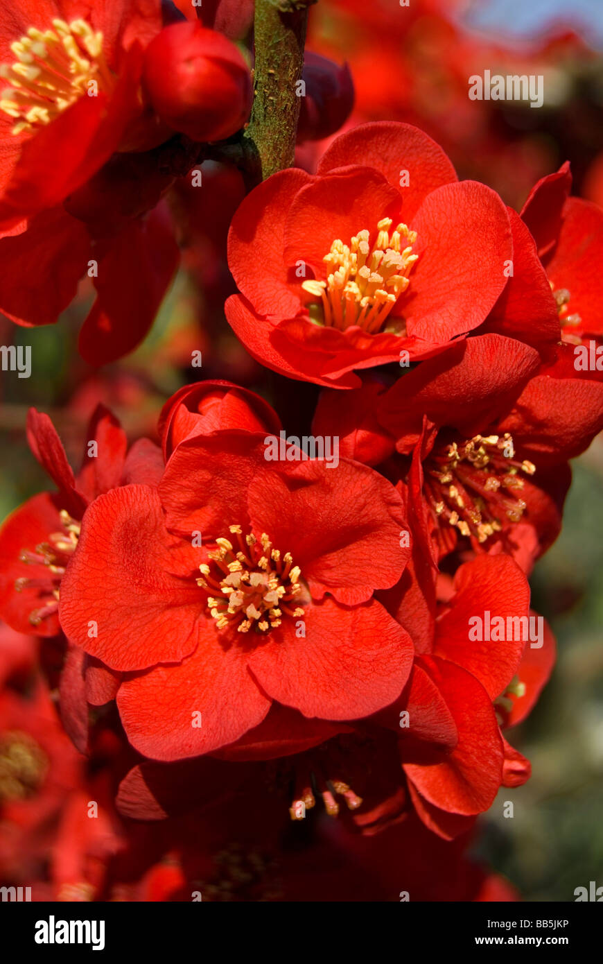 Chaenomeles speciosa, Japonica Stock Photo - Alamy