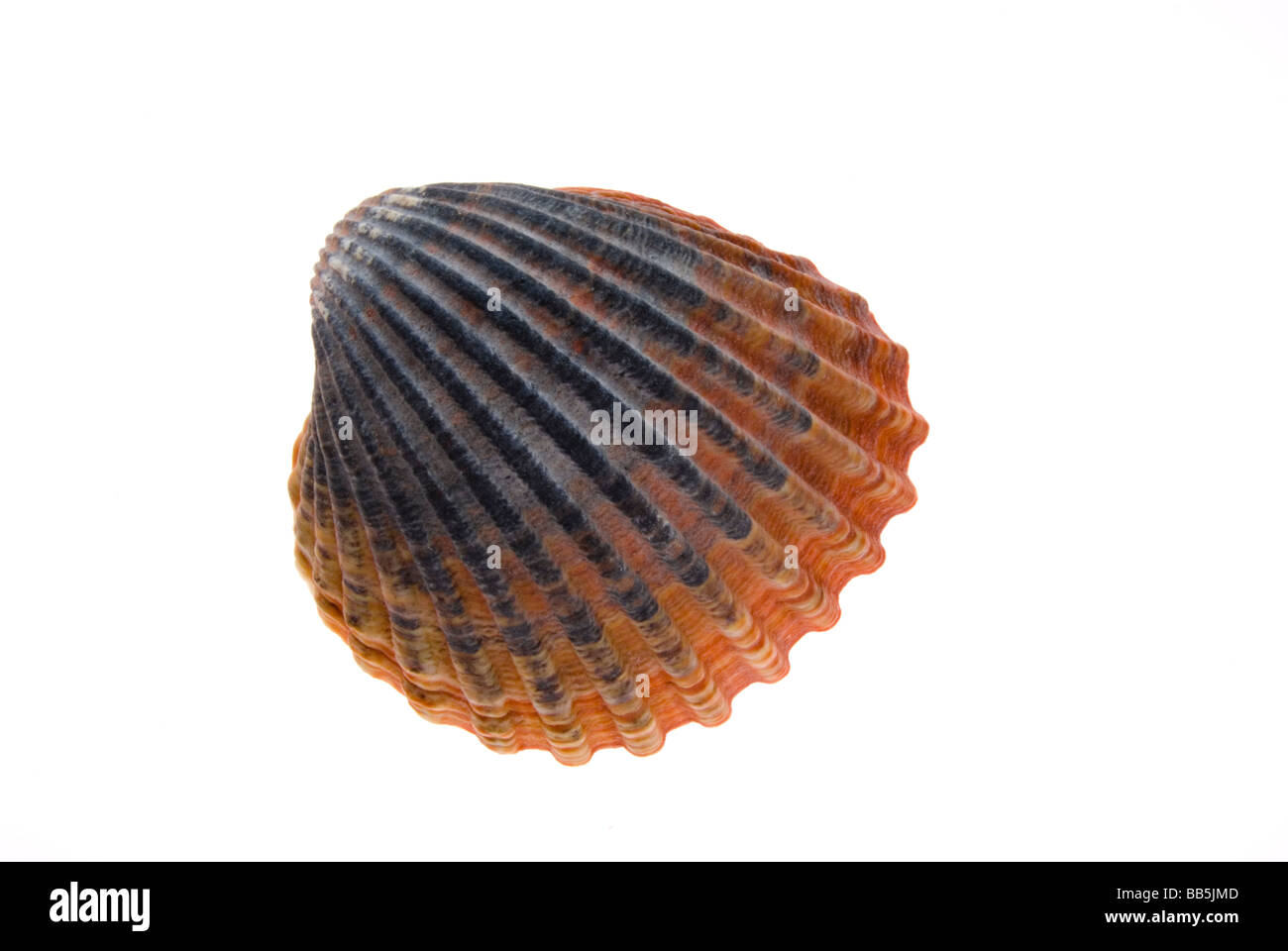 Shell concha hi-res stock photography and images - Alamy