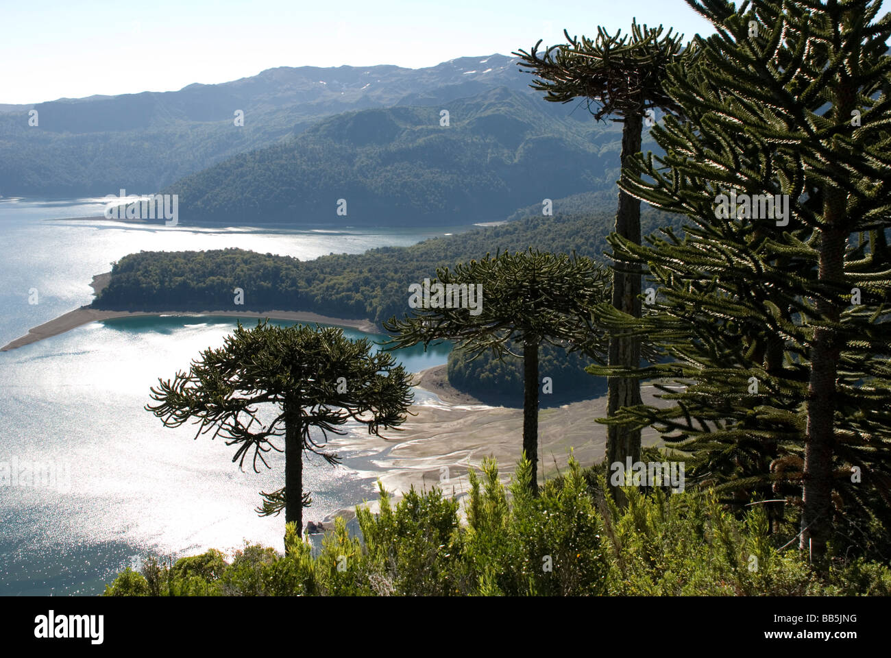 Lago Conguillio, Chile Stock Photo - Alamy