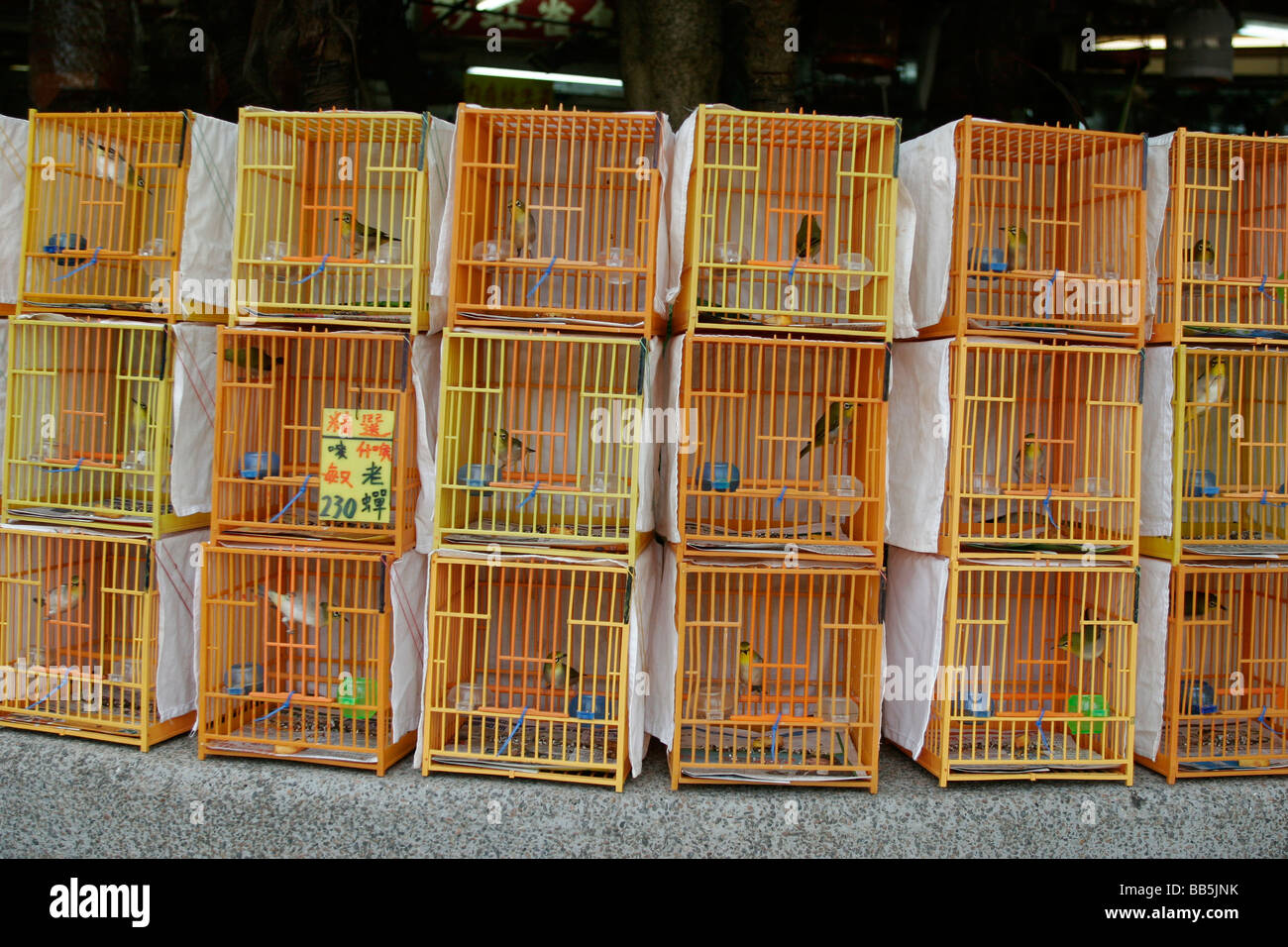 Birds for sale hi-res stock photography and images - Alamy